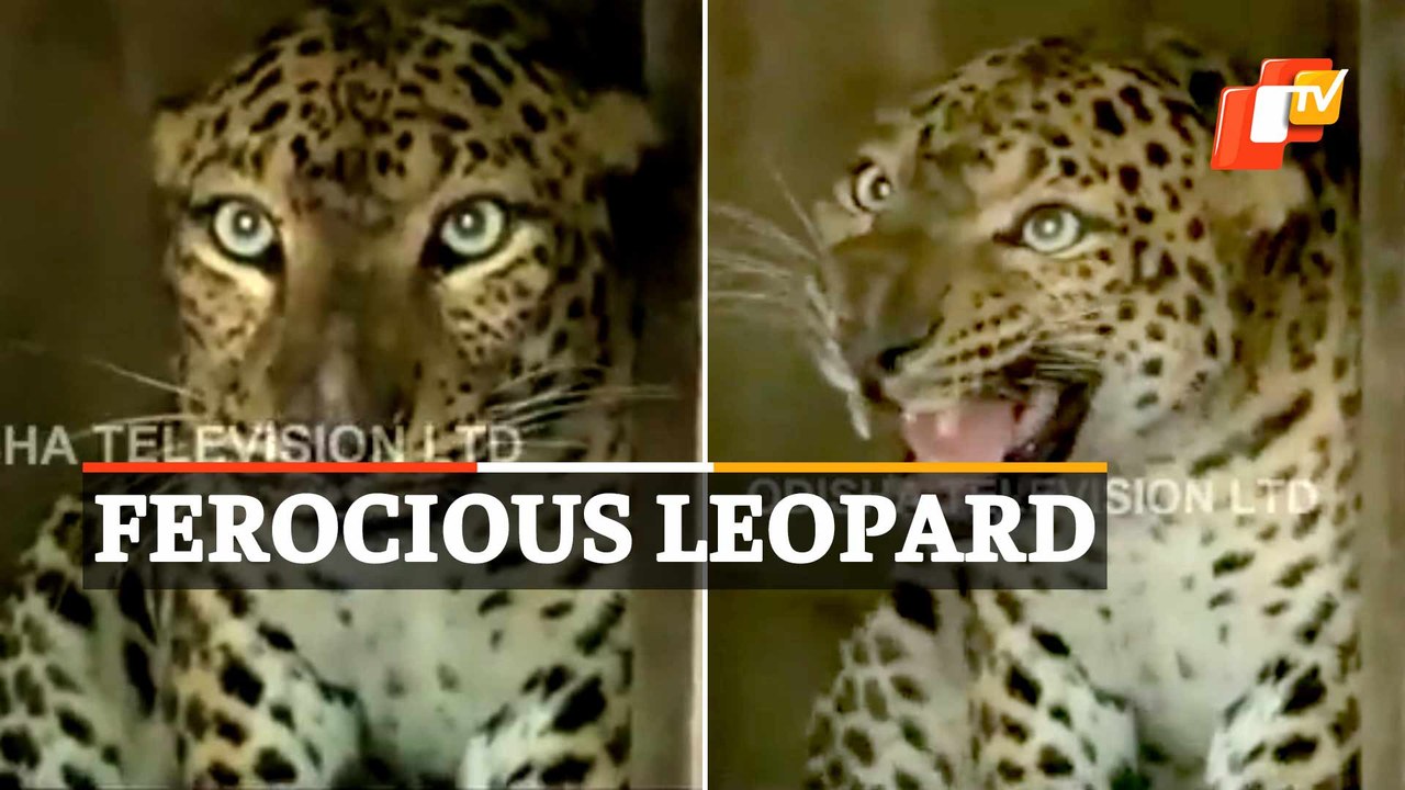 Watch Ferocious Leopard Pounce On Camera After Rescue - video Dailymotion