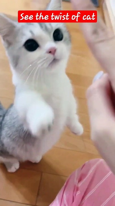 Cat twist moment funny vedio - video Dailymotion