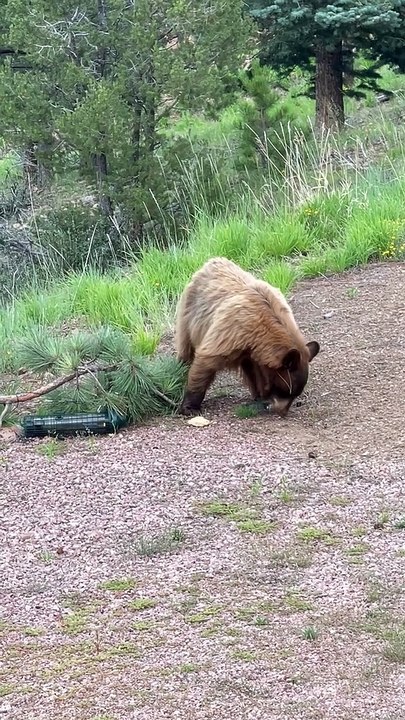 Acrobatic Bear Goes For Bird Feeder - video Dailymotion