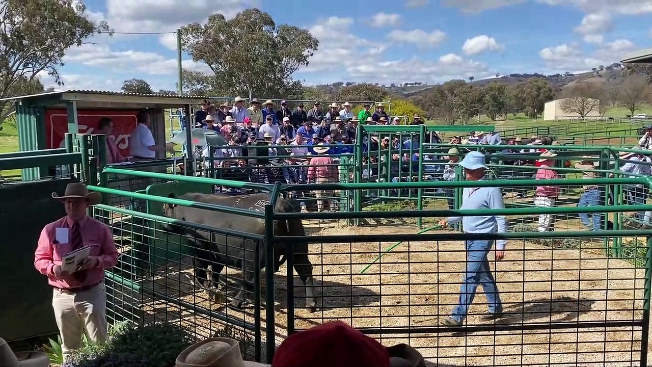 Millah Murrah $160,000 bull | 01/09/22 | The Land - video Dailymotion