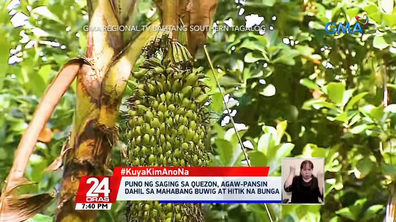 #KuyaKimAnoNa?: Puno ng saging sa Quezon, agaw-pansin dahil sa mahabang buwig at hitik na bunga ...