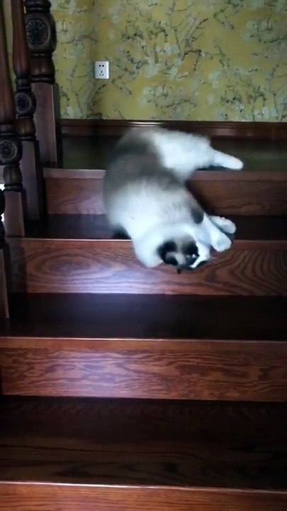 Funny Cat Sliding videos - video Dailymotion