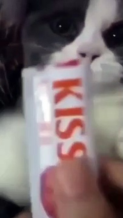 Fani video! Animal fani video!! Cat fani video!!! - video Dailymotion