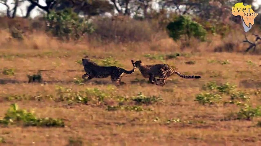 Video World wild animals - Dailymotion