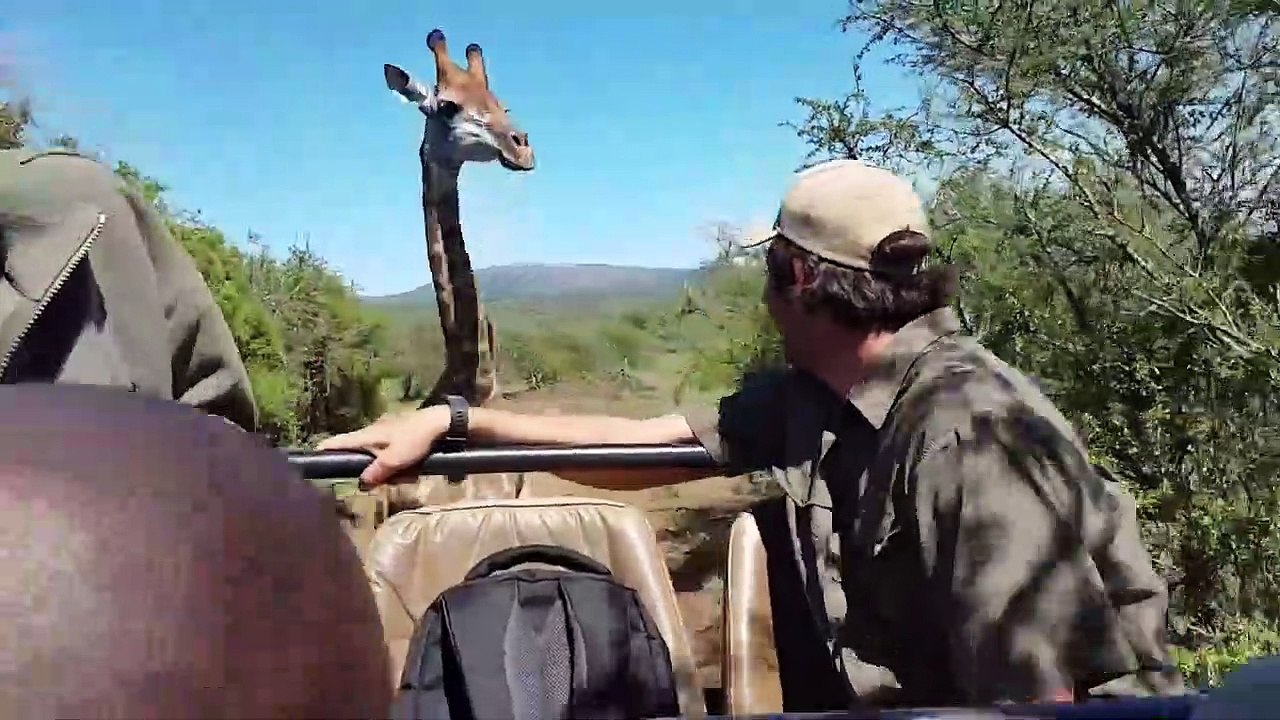 Ozzy Man Reviews When Animals Fight Back #9 - video Dailymotion