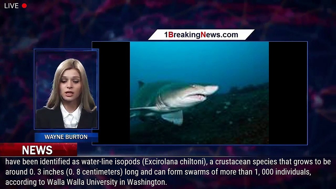 Californians plagued with feet-eating 'mini-shark' bugs - 1BREAKINGNEWS ...