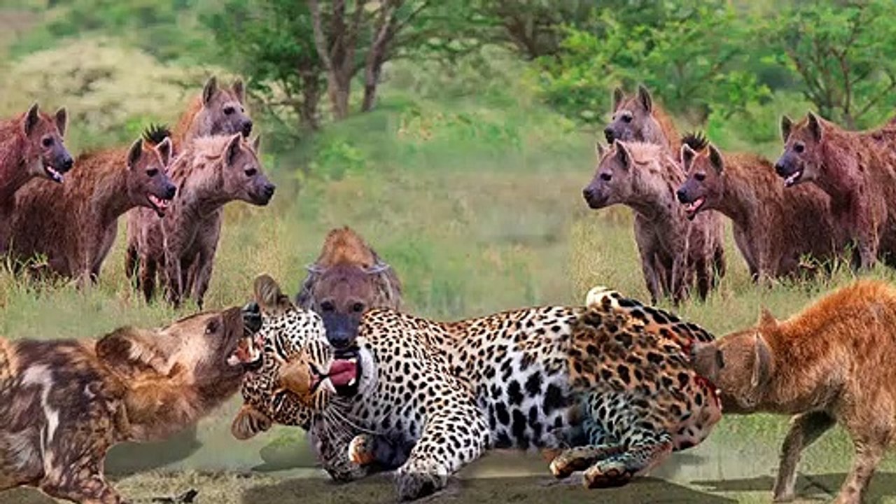 OMG!!! Angry hyenas take turns biting leopards for daring to catch cubs ...