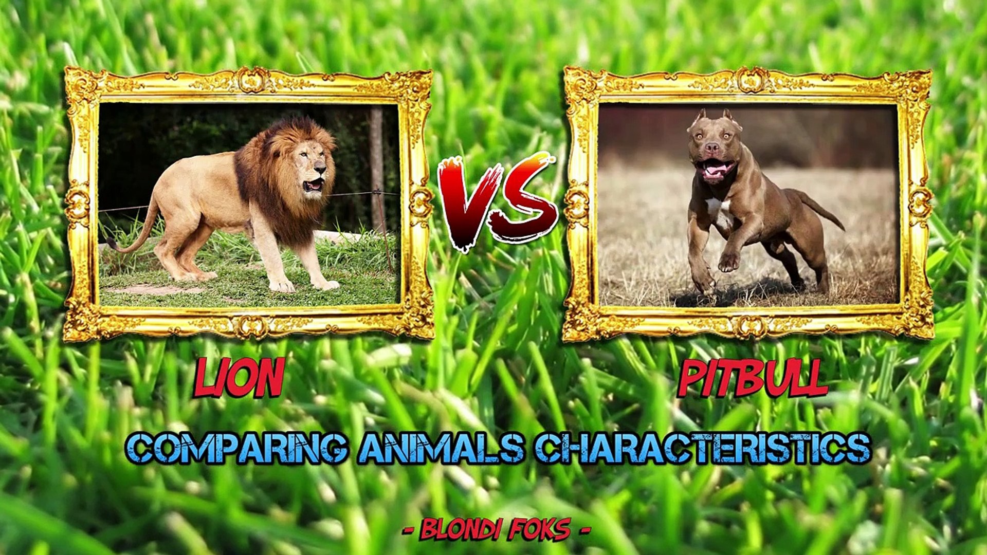Pitbull Dog Attack Lion