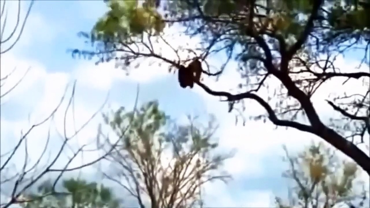 The Ending Is So Sad When Leopards Go Up To The Bird's Nest To Catch ...