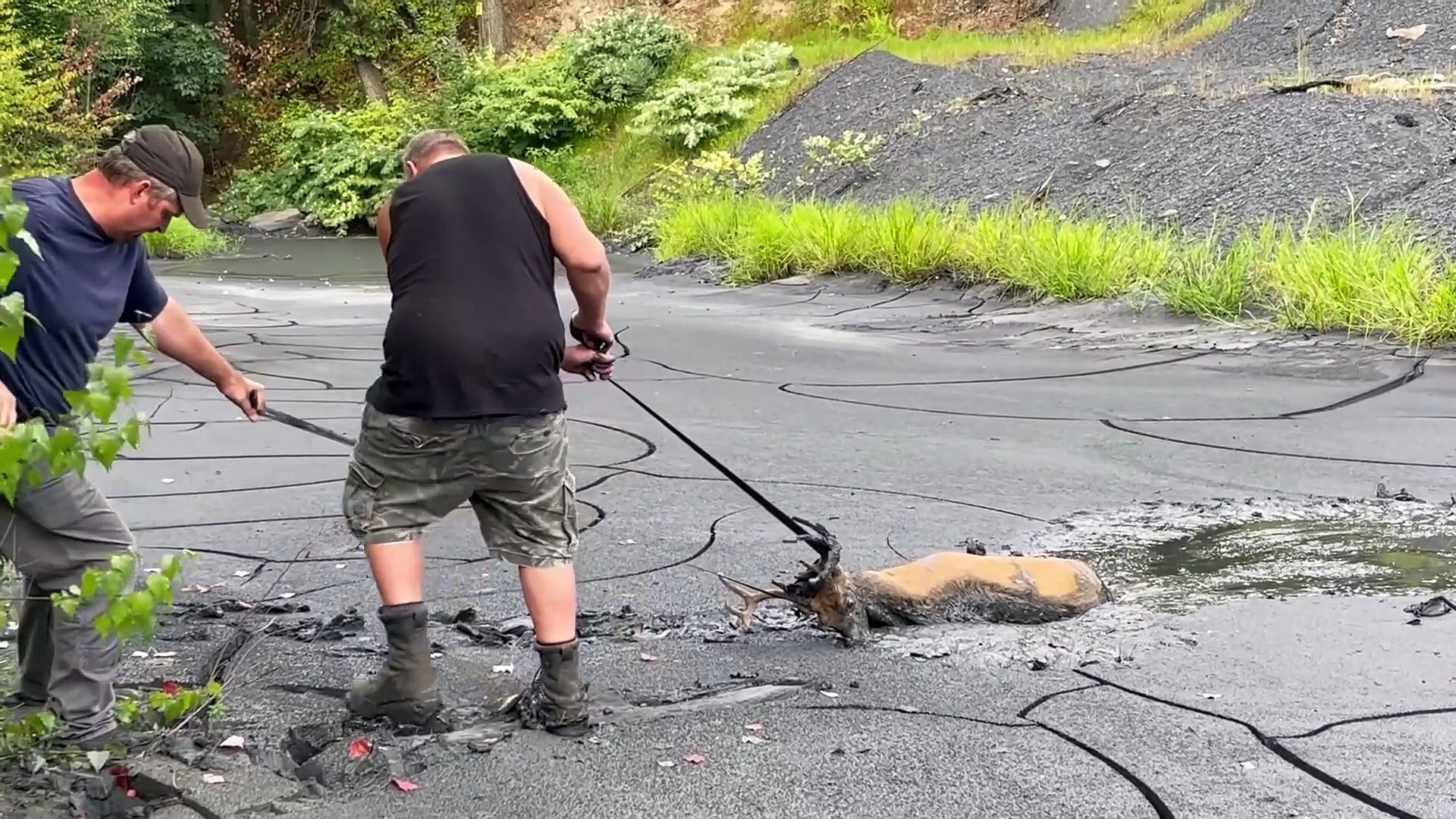 Brave men’s heartwarming act saved a Buck trapped in the mud – 1998 Daily Brave men’s heartwarming act saved a Buck trapped in the mud – 1998 Daily