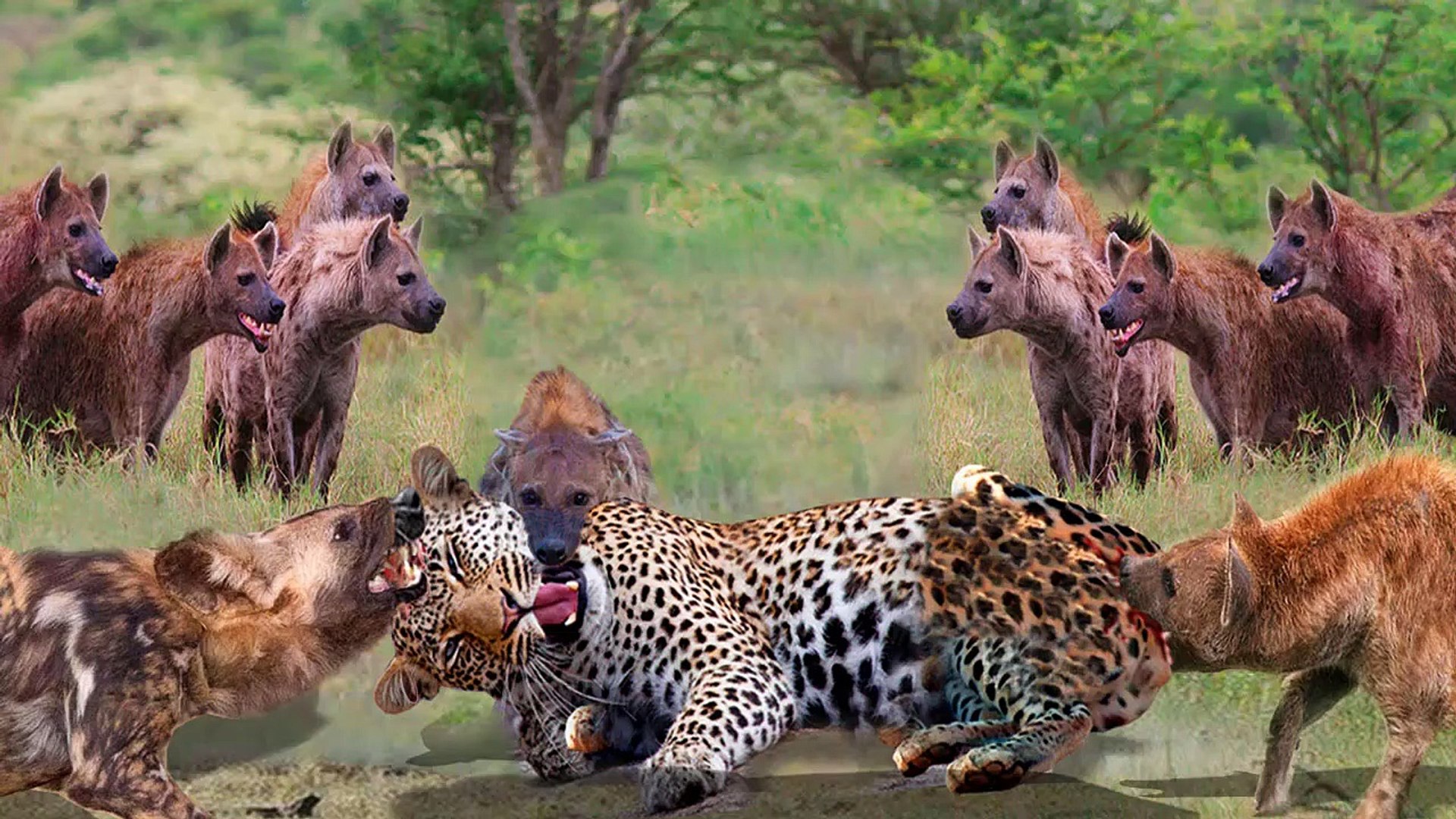 Cheetah Vs Hyena