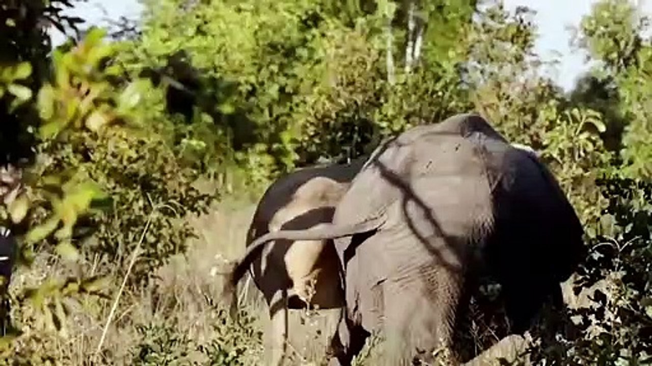 Elephant Is God Animal - Elephant Mom Defeat 5 Lion To Protect Her Baby ...