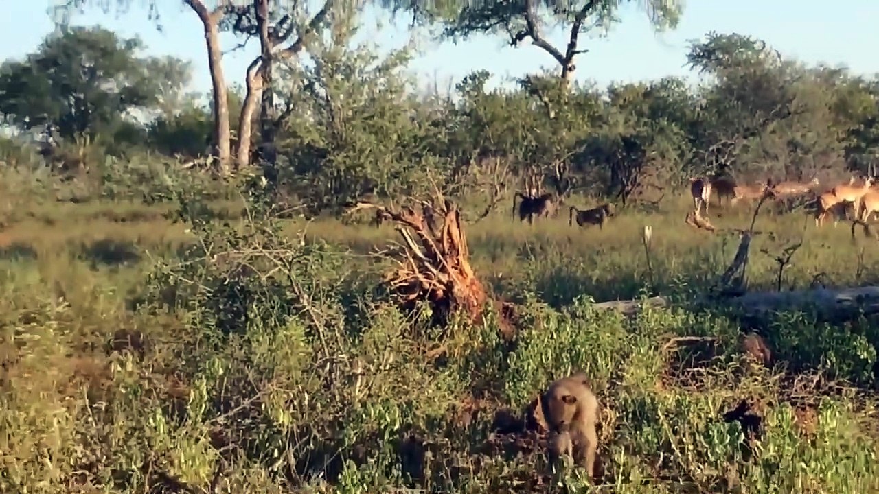 Gorilla Hunt Baby Impala, Mother Impala Too Angry Take Down Gorilla To ...