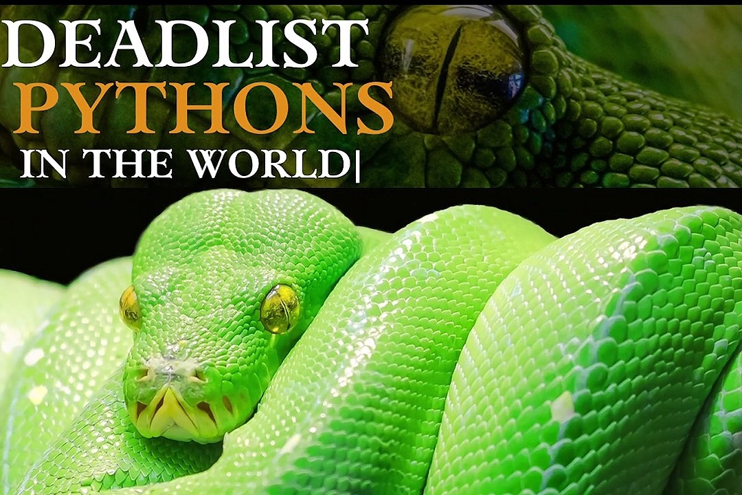 Types Of Pythons In The World | Pythons Species In The World | Top 7 ...