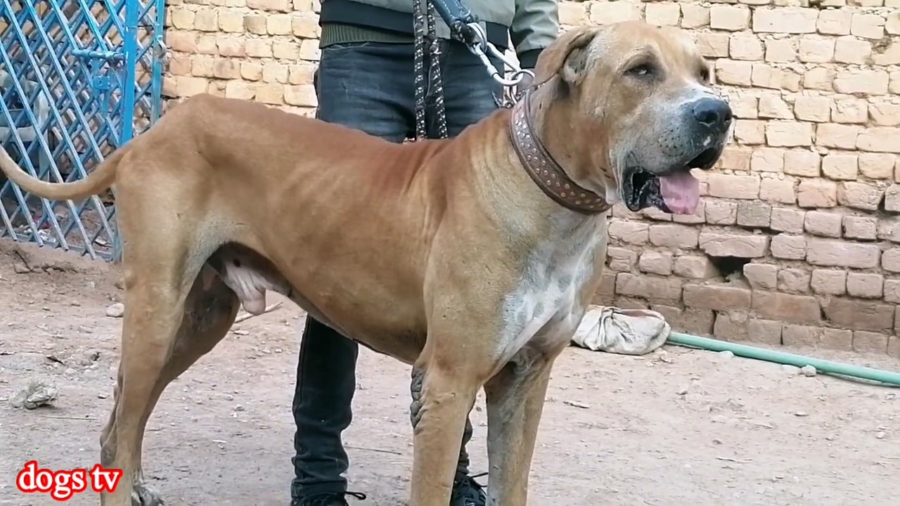 Best tapni bully dog | high quality bully kuty | pakistani bully dogs ...