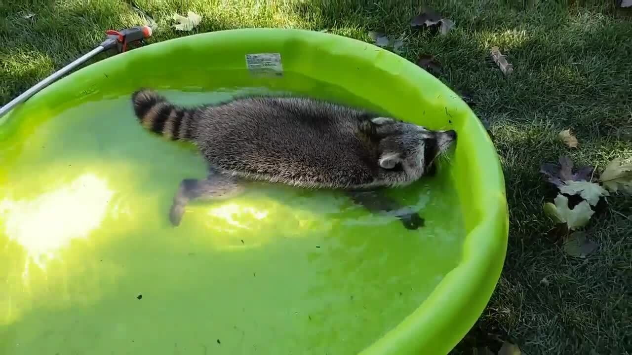 Raccoon Enjoys Swimming Around In Kiddie Pool - video Dailymotion