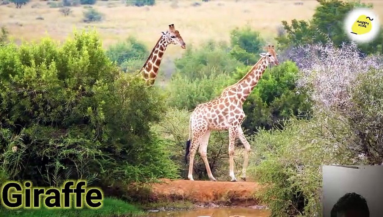 Animals sounds video - video Dailymotion