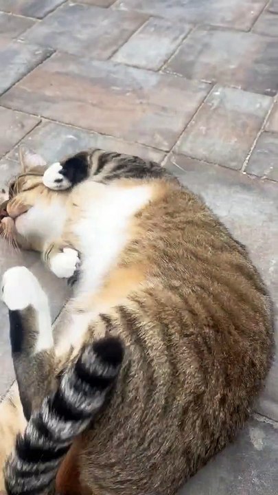 Roly Poly Cat - video Dailymotion