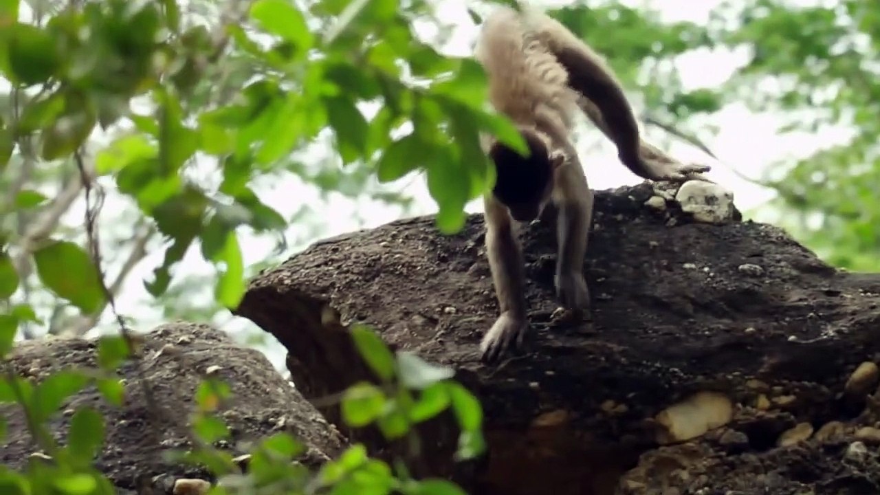 Amazingly Intelligent Monkeys Save Rodent Mouse From Snake Hunting Prey ...