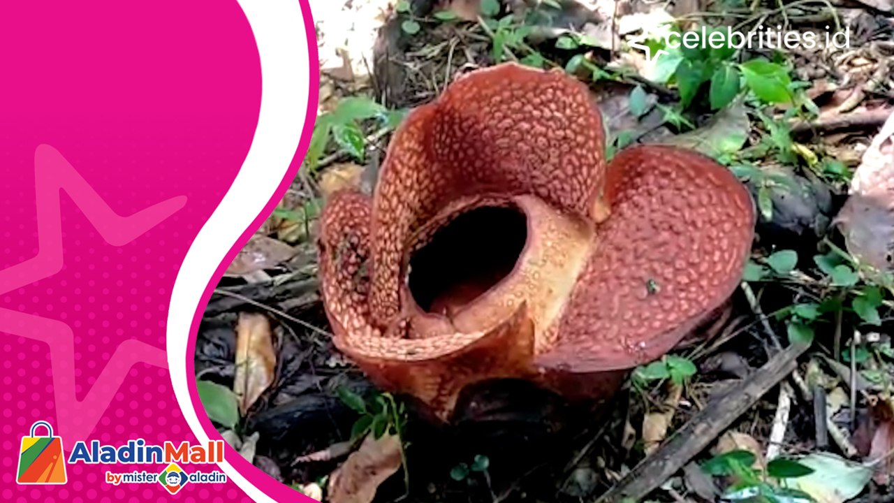 Bunga Langka Rafflesia Arnoldi Tumbuh di Ex Situ Kebun Raya Bogor untuk ...