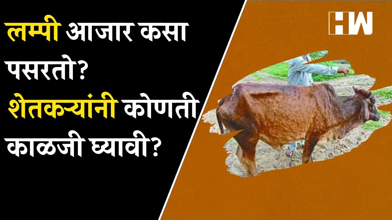 लम्पी आजार कसा पसरतो? शेतकऱ्यांनी कोणती काळजी घ्यावी? जाणून घ्या ...