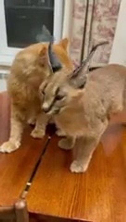 Cat_VS_Floppa(240p) - video Dailymotion