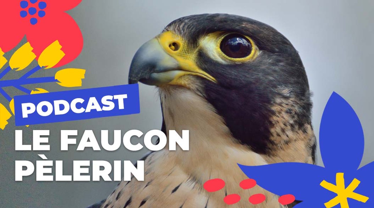 Le faucon pèlerin | Brèves de nature sauvage à Paris | Paris Podcast ...