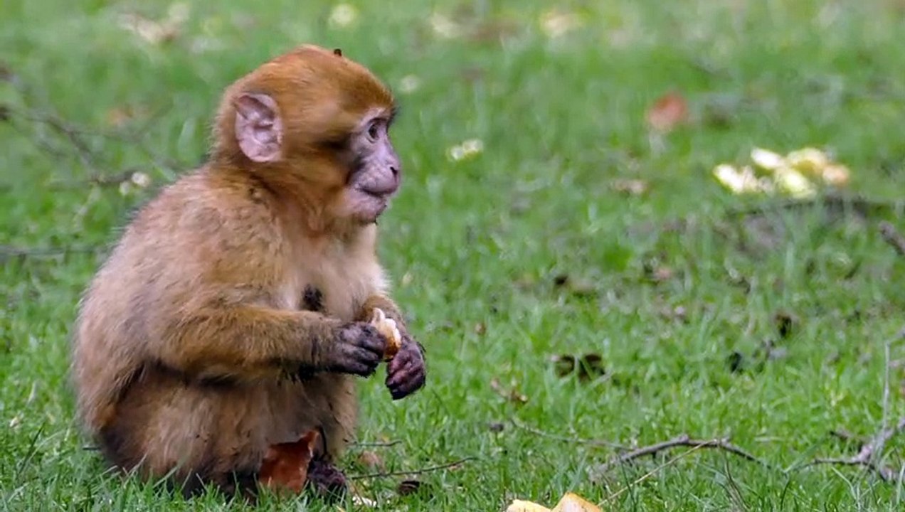 Monkey video - video Dailymotion