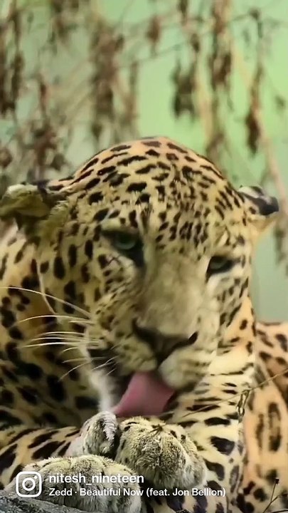 Wild life photoshoot - video Dailymotion
