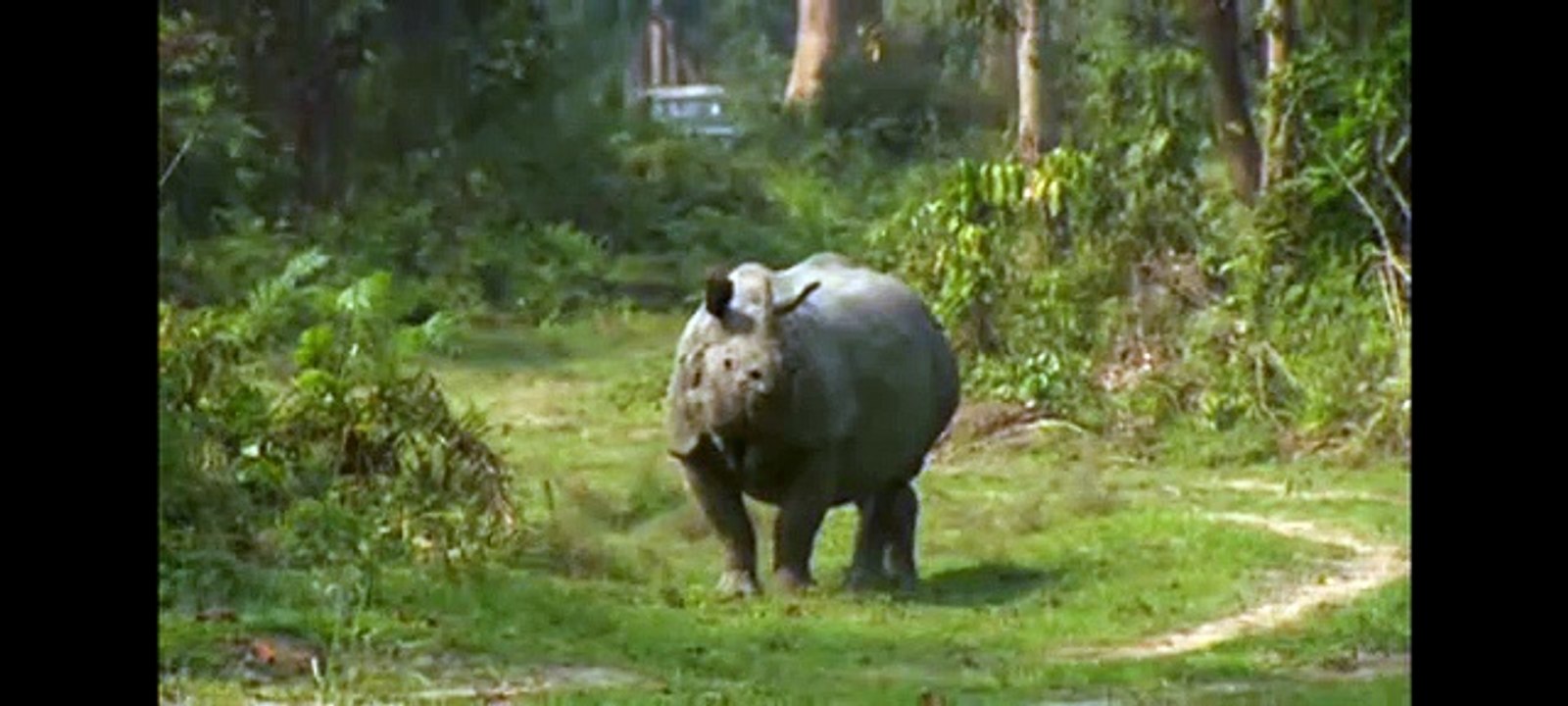 Rhino working Forest - video Dailymotion