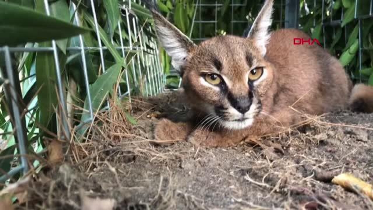 KARAKULAK 'DEFNE', DOĞAYA BIRAKILDI - Dailymotion Video