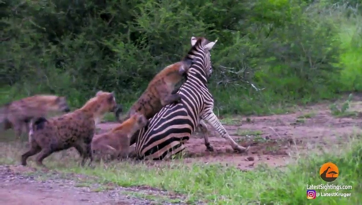 HYENAS EAT ZEBRA ALIVE WHILE IT TRIES TO ESCAPE - video Dailymotion