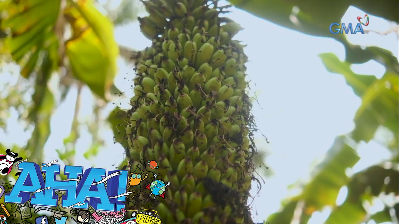 Buwig ng saging, halos kasing haba raw ng tao! | AHA! - video Dailymotion