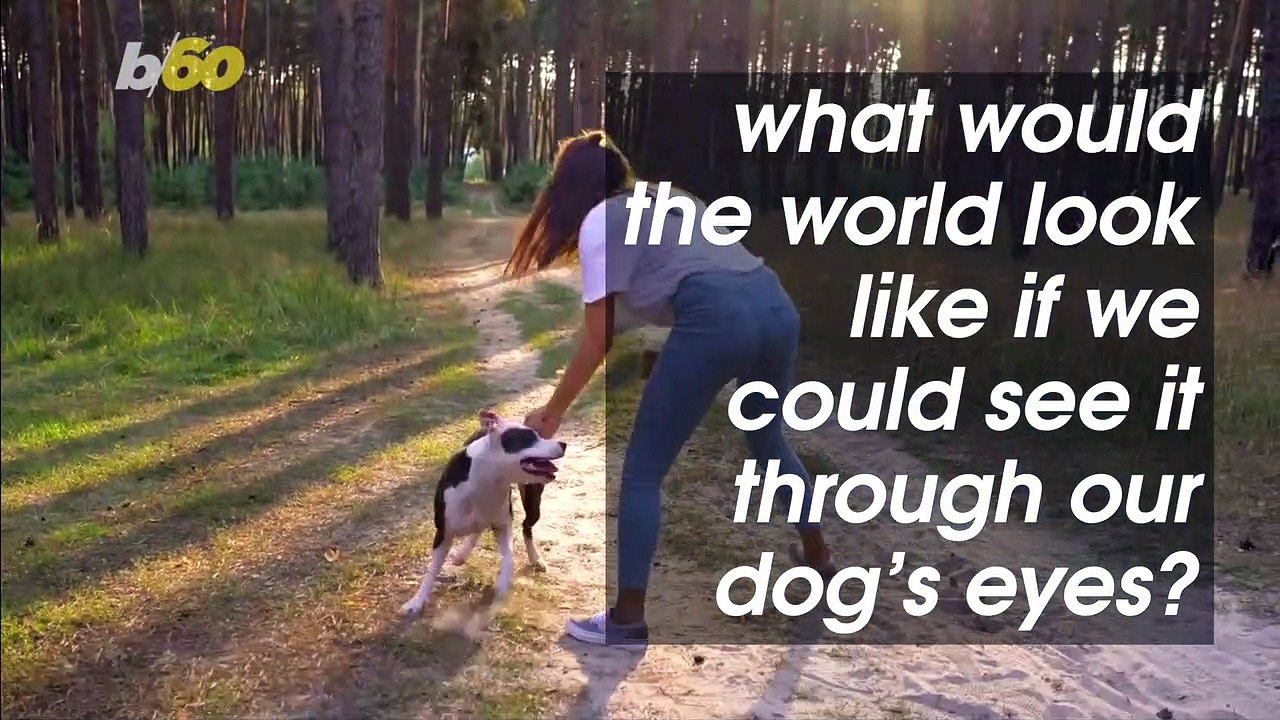 Study Comes Close to Understanding How Dogs See the World - video ...