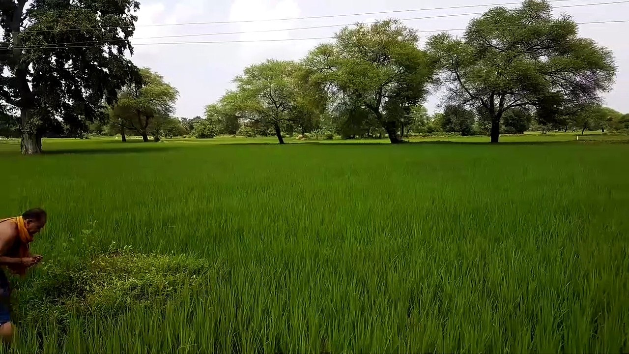 Beautiful Rice Fields of Odisha, Paddy Field In my Village ,Beautiful ...
