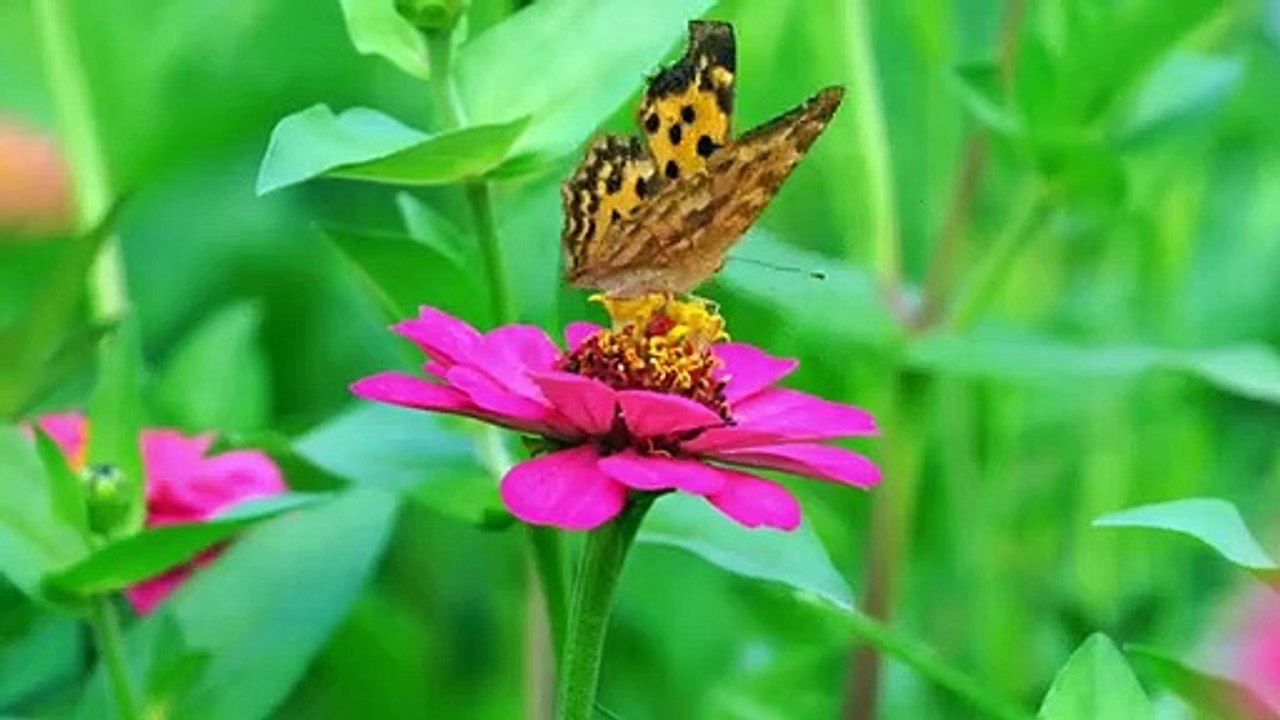Beautiful Butterflies Video with Best Relaxing Music Meditation Soft ...