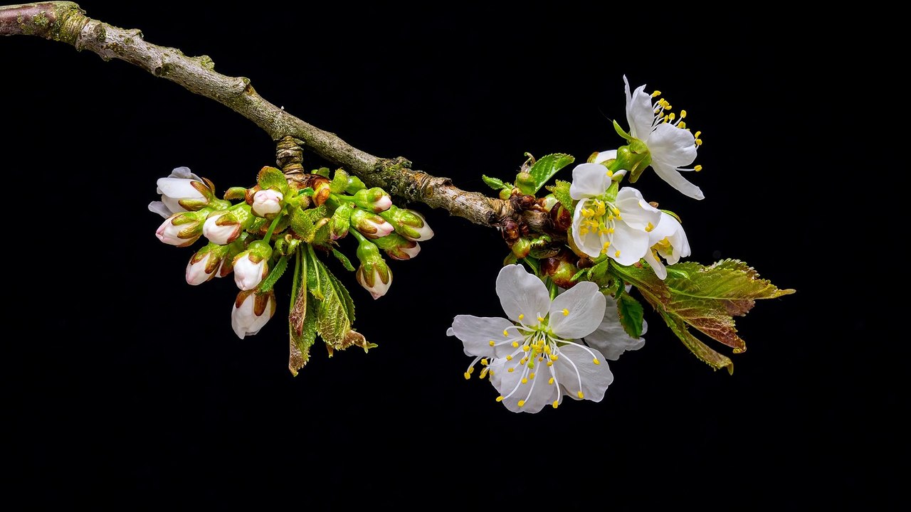 Flower - video Dailymotion