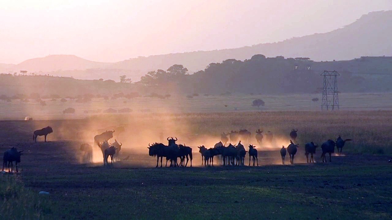Wildlife animals the sunrise - video Dailymotion
