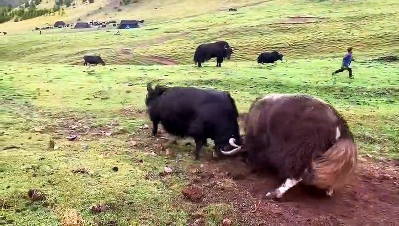Videos of yaks fighting Animals fights compilation2022 - video Dailymotion