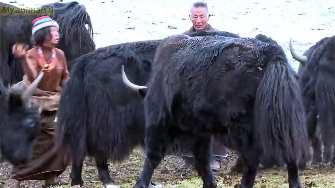 Yaks are breeding, Herders help them mate yak viedos #yaks - video ...