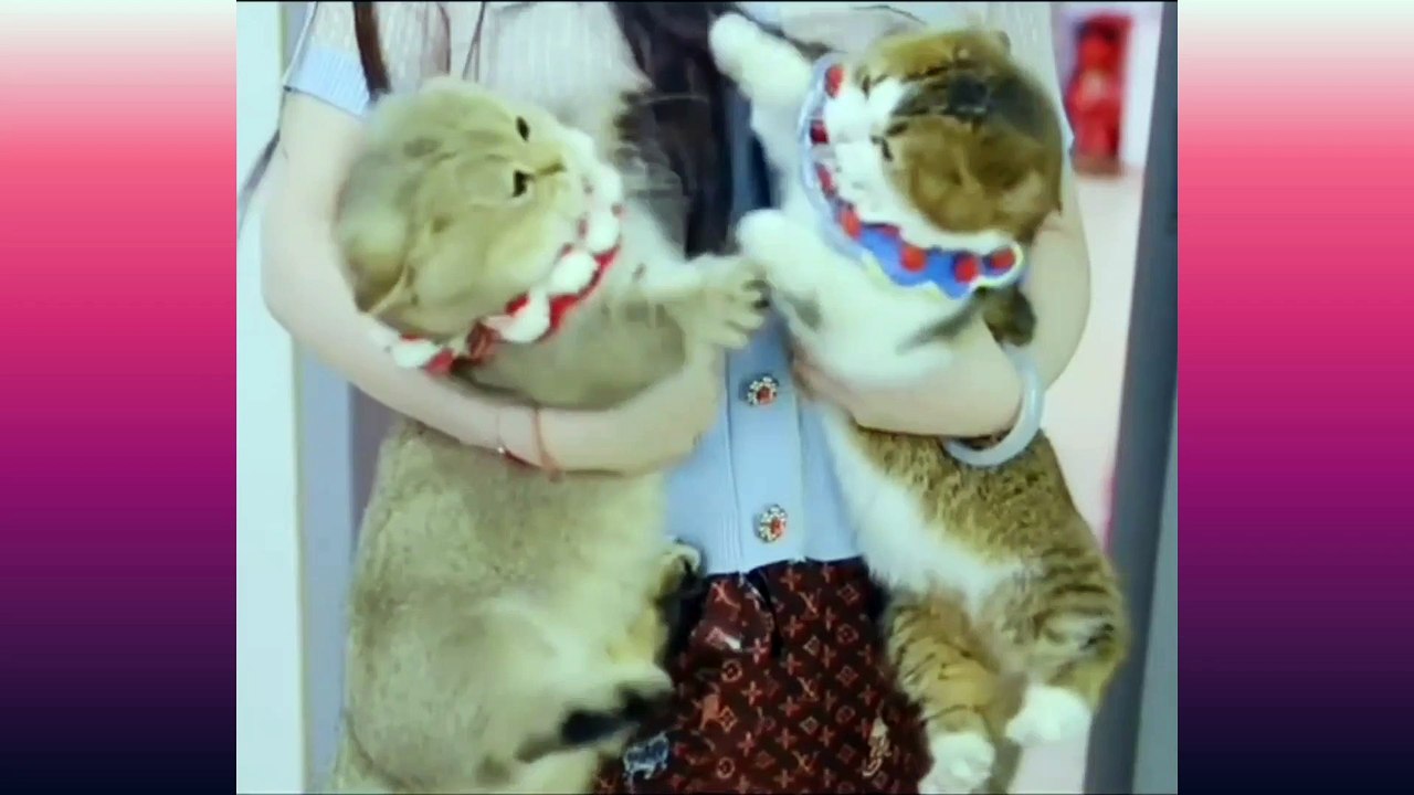 Cat &Dog's Funniest Compilation/Try not to laugh Impossible - video ...