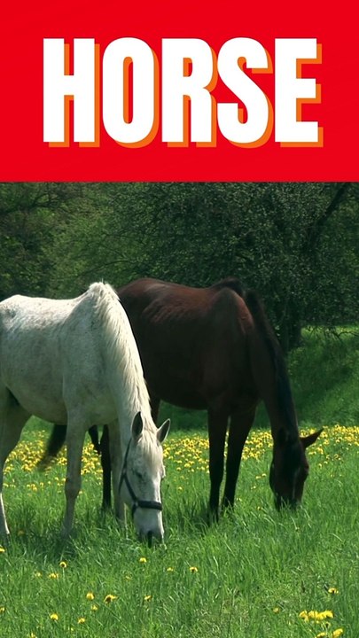 ANIMAL NAMES AND SOUNDS for Kids Video Compilation - Learn Animal Names ...