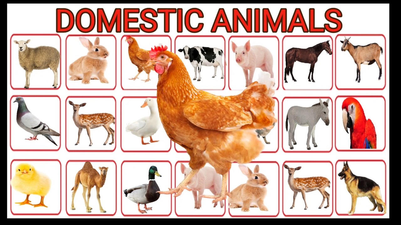 DOMESTIC ANIMALS NAME Learn Domestic Animals Sounds and Names Easy ...