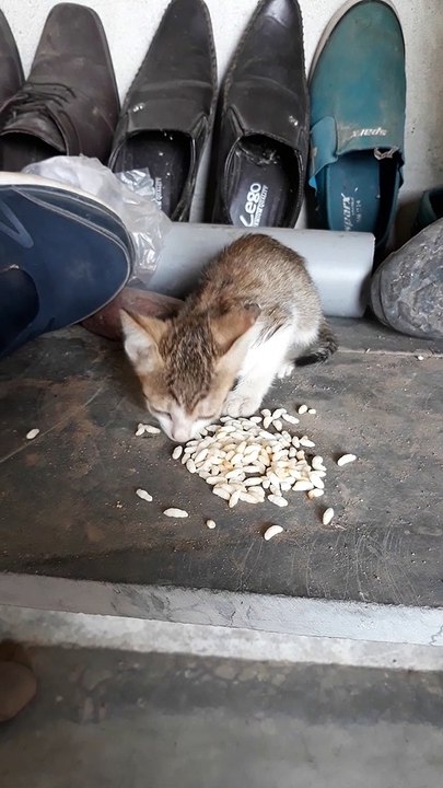 Cute Cats Eat Rice , Rice Safe For Cats , cat eating boiled rice ...