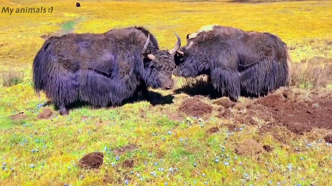 Yaks Crazy Fighting 8 minutes animals fight Tibetan Yak #yaks - video ...
