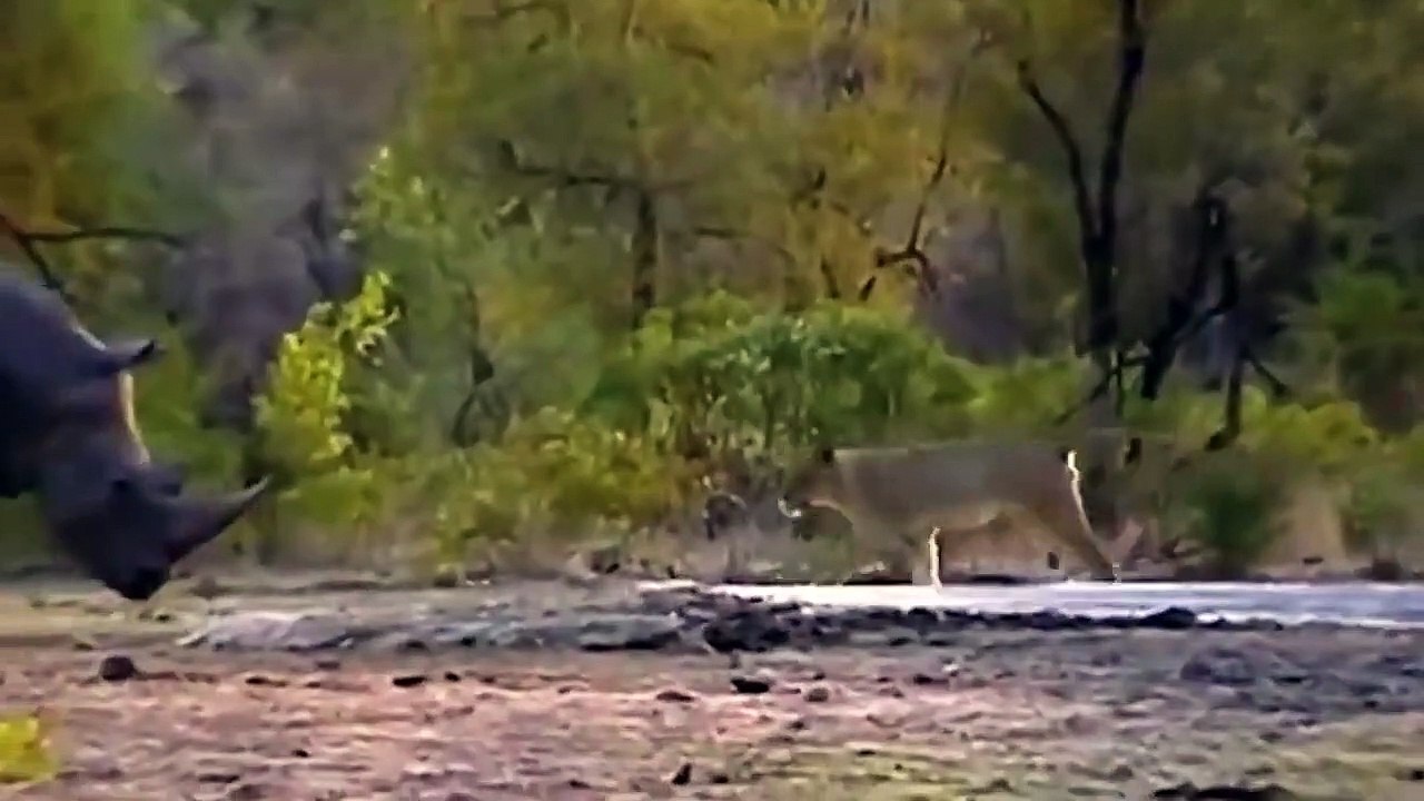 Top 10 Animals that Can KILL LIONS Lion vs Eagle, Rhinoceros, Giraffe ...