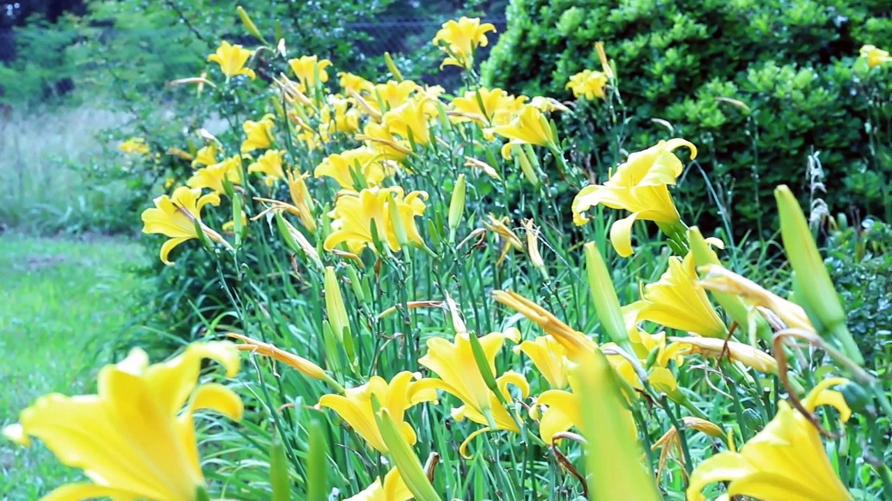 FLOWER. FLOWERS. FUNNY KING - video Dailymotion