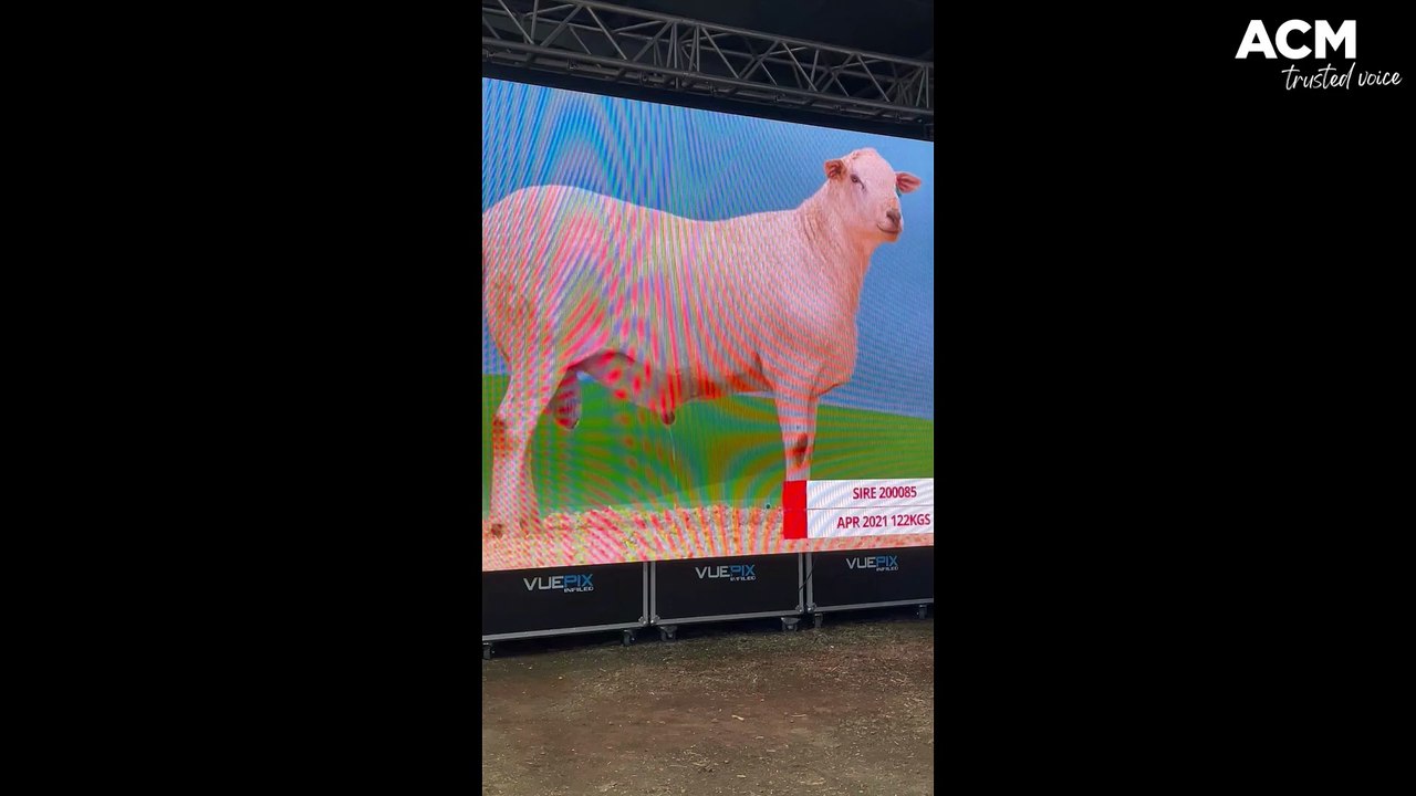Tattykeel Australian White ram sets $240,000 record - video Dailymotion