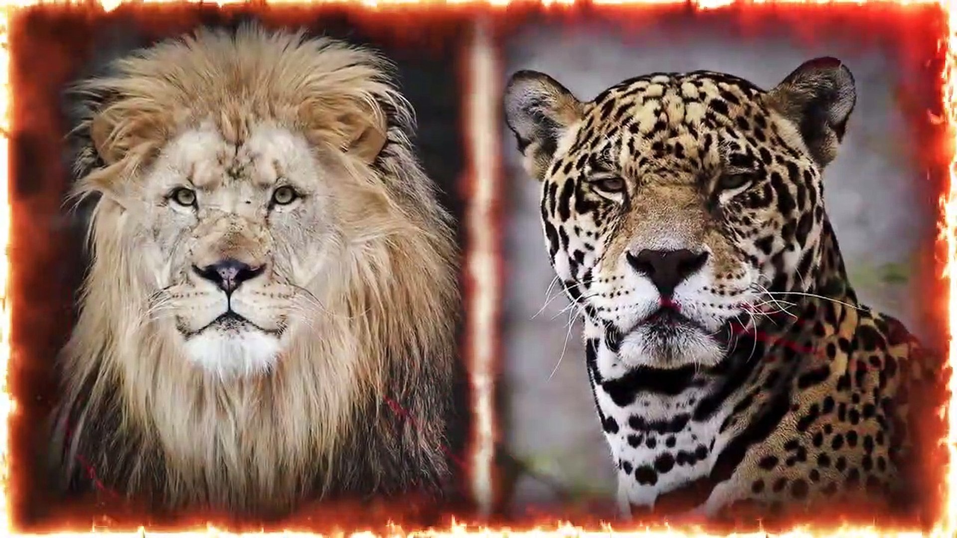 Jaguar Vs Lion Size Jaguar Vs Lion The Ultimate Verdict (2022)