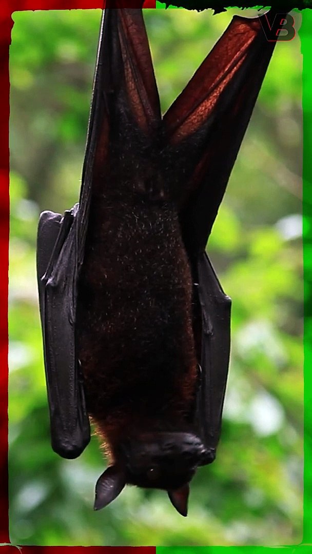 Mindanao Pygmy Fruit Bat